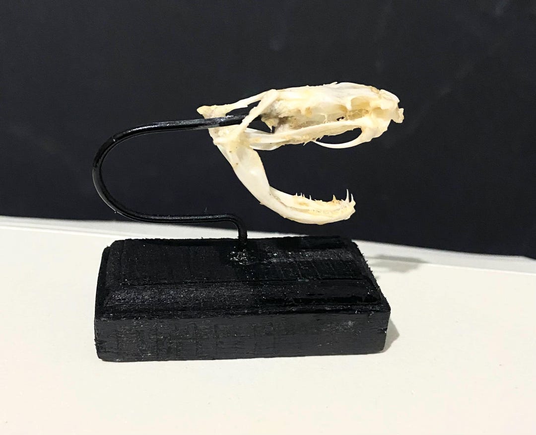 Snake Skull on Stand. Real Specimen. Taxidermy.snake. Viper. Skull ...