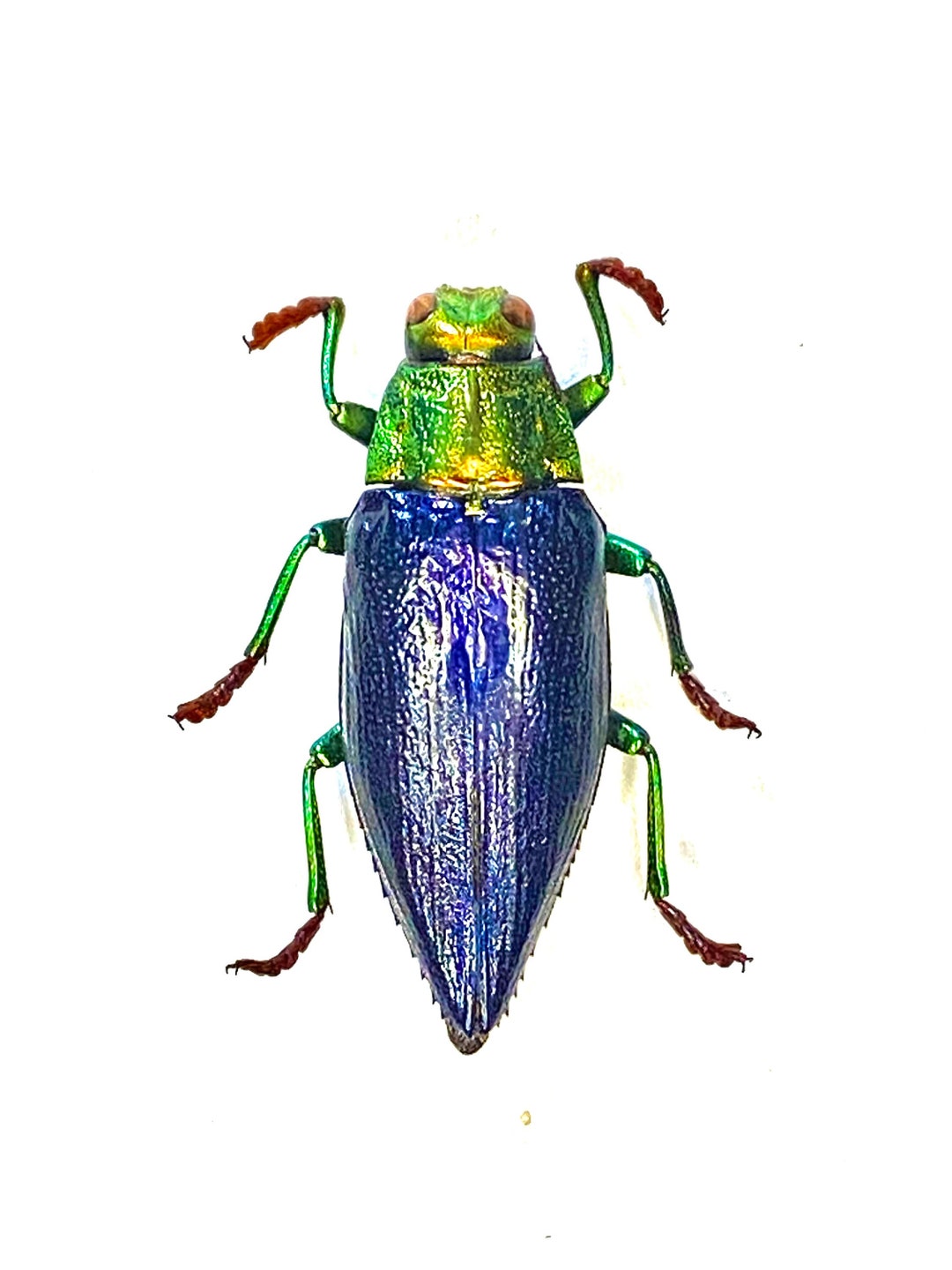 Jewel Beetle (chrysodema Walkeri) Insect Specimen. Jewel Beetle ...