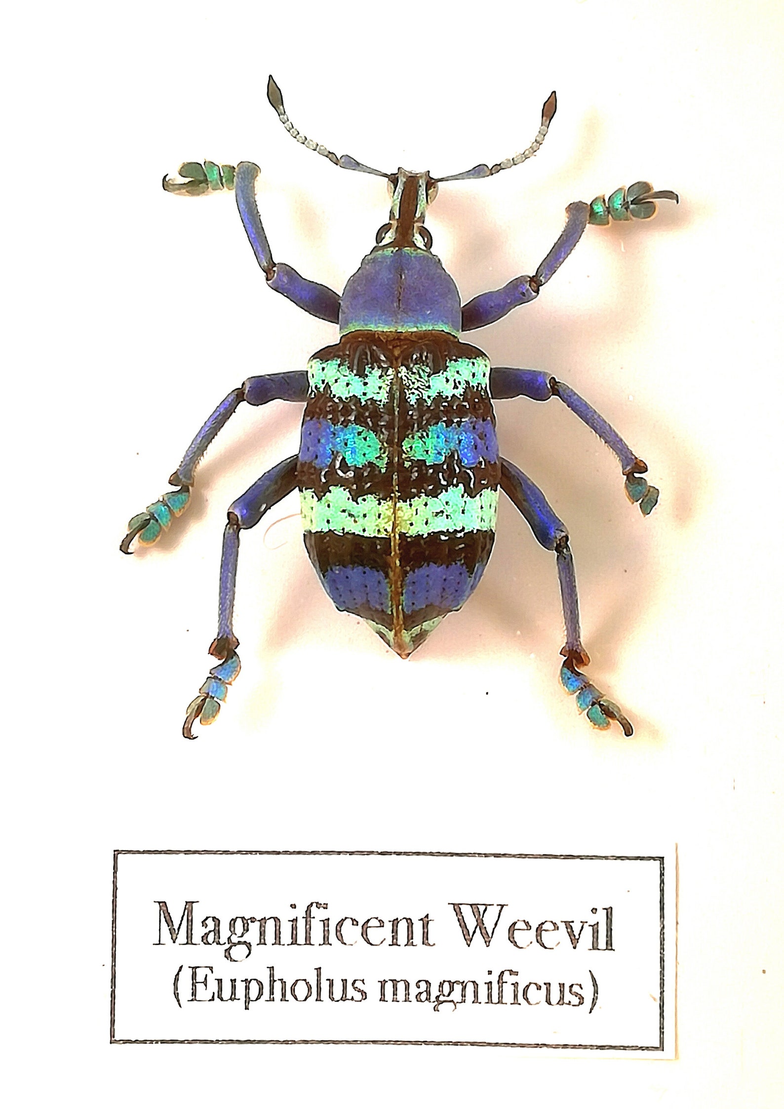 Magnificent Weevil Eupholus magnificus framed. | Etsy
