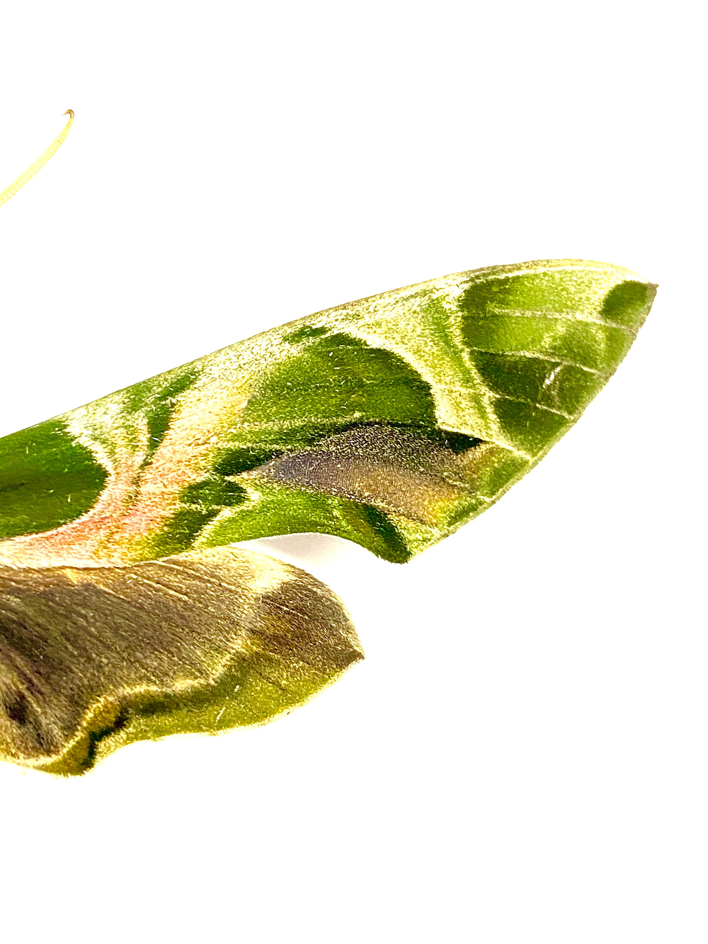 Oleander Hawkmoth daphnis Nerii Real Specimen.ready Set for - Etsy