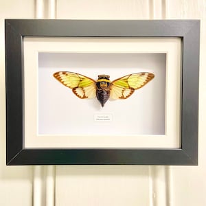 Green Cicada (salvazana Mirabilis) Real Insect Specimen. Framed. - Etsy