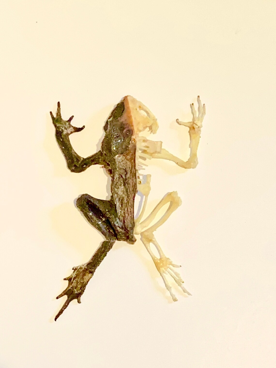 Toad Half Skeleton (asian Species) Real Specimen. Frog. Crapaud ...