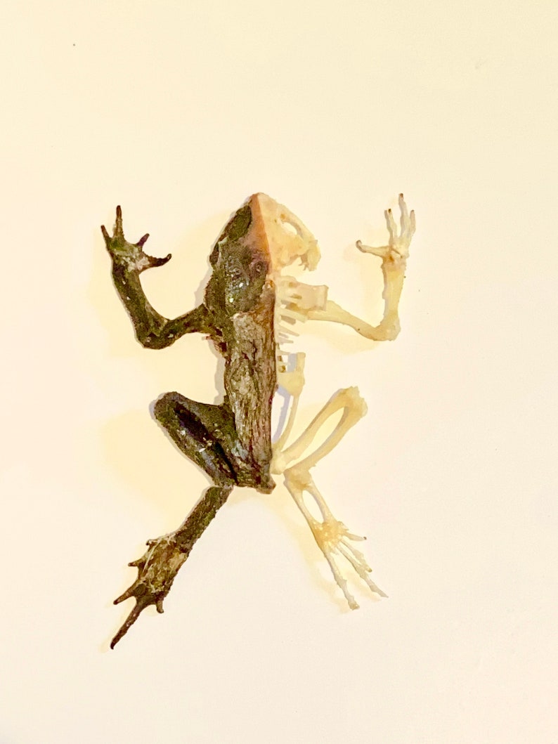 Toad Half Skeleton (asian Species) Real Specimen. Frog. Crapaud ...