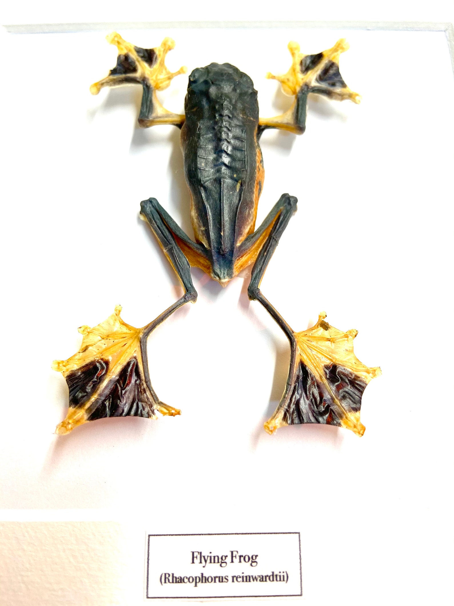 Flying Frog (rhacophorus Reinwardtii) Preserved Frog Specimen Framed ...