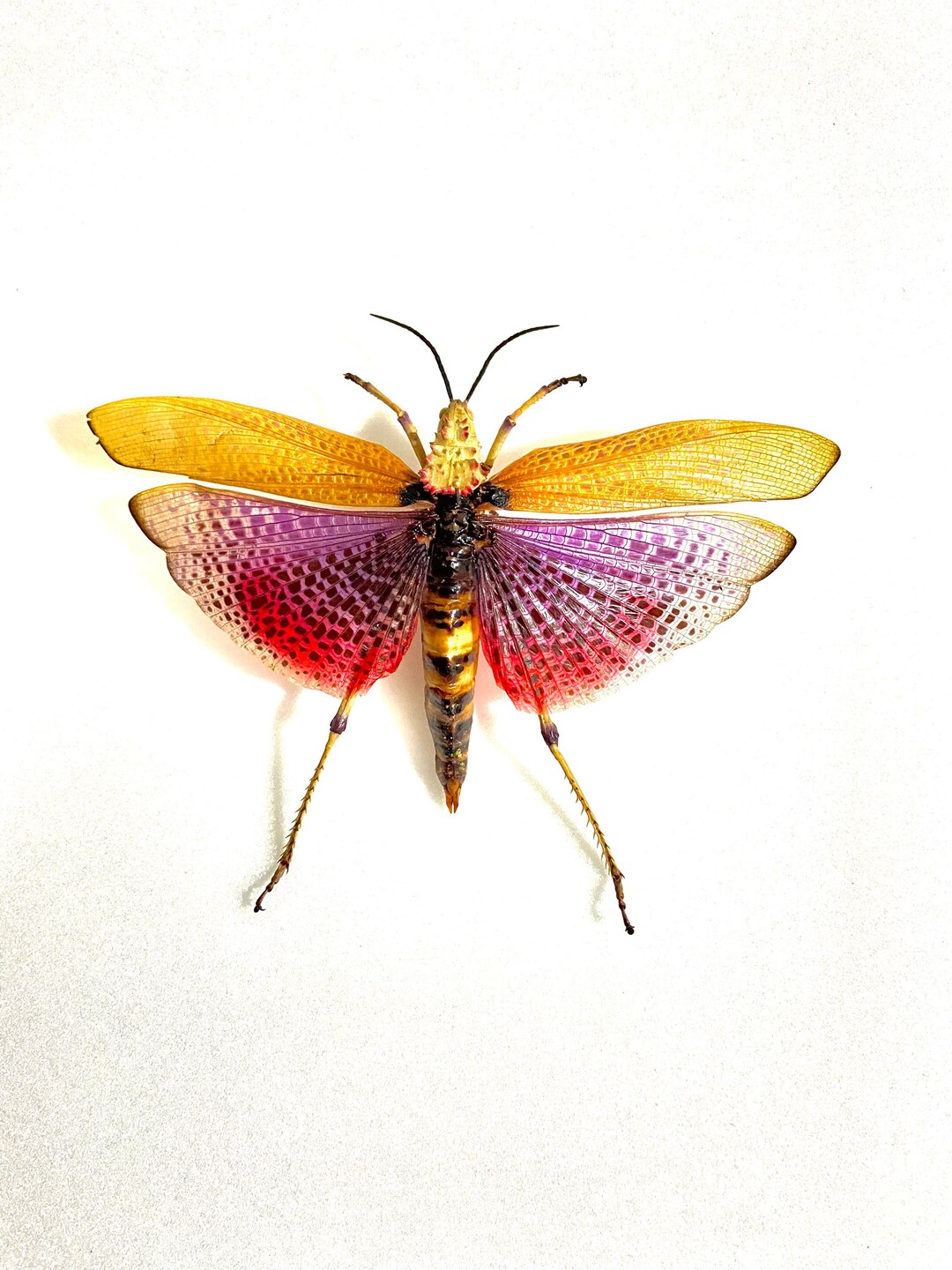 Blue Bush Locust (phymateus Aegrotus) Grasshopper. Locust. Cicada ...