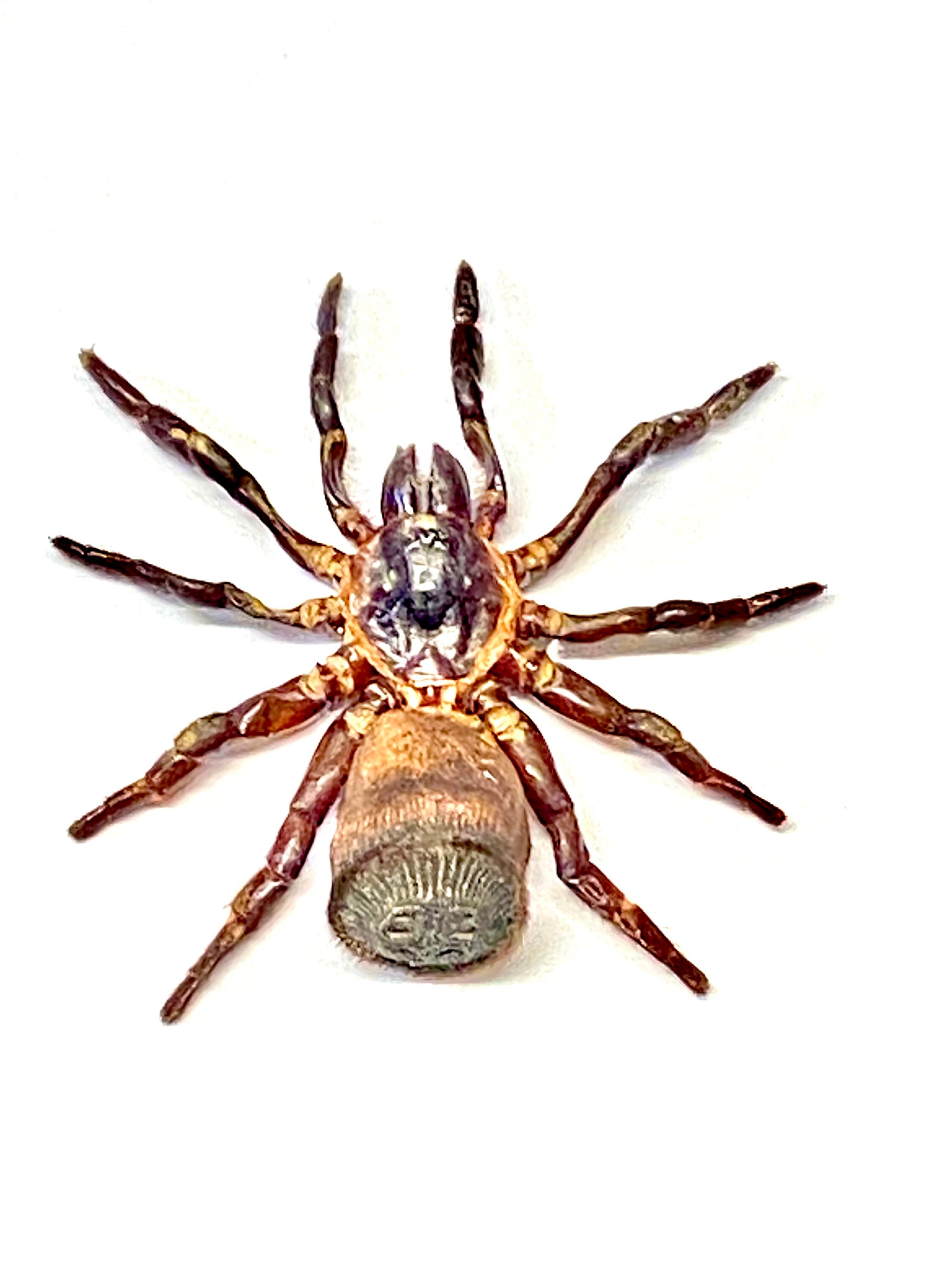Spider. Cyclocosmia Ricketti. Real Specimen. Insect Specimen. Real ...