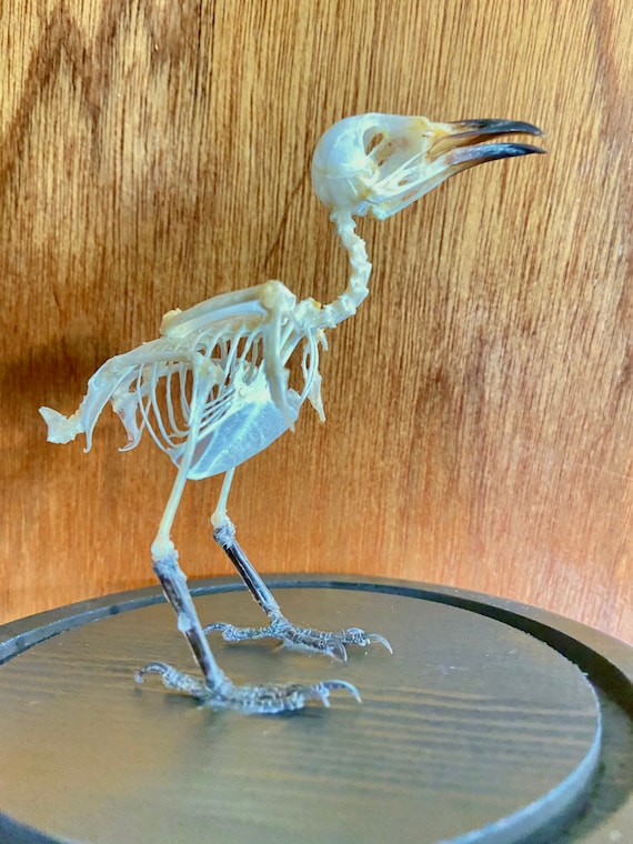 Seagull Bird Skeleton
