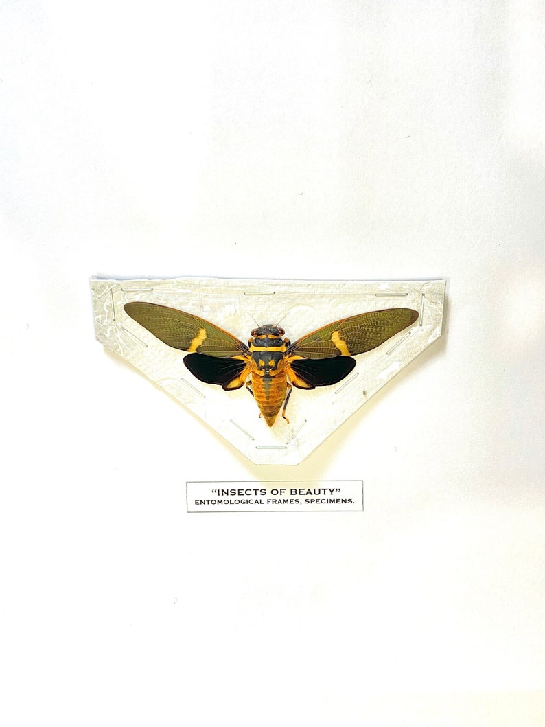 Cicada (tosena Melanoptera) Real Specimen - Etsy