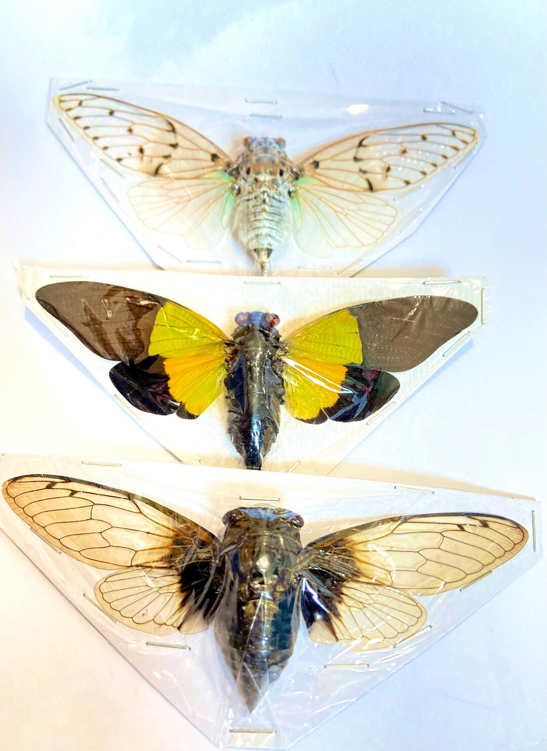 Cicadas, Set of Three. Ghost, Bat-wing & Yellow Winged Cicadas ...
