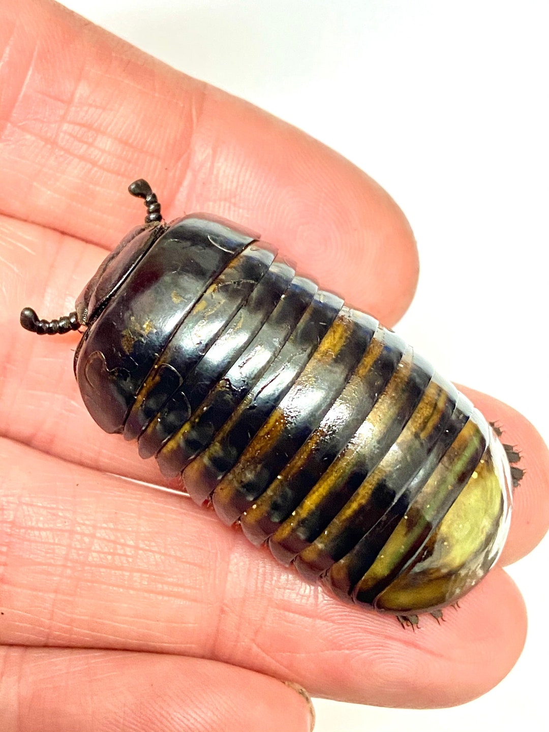 Giant Pill Bug Millipede (sphaeropoeus Sp) Huge, Real Specimen ...