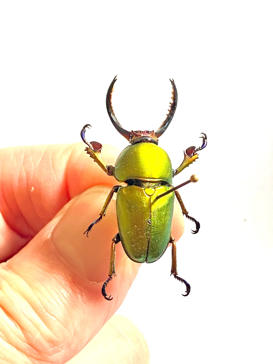 Sawtooth Beetle (lamprina Adolphinae) Real Specimen. Real Insect ...