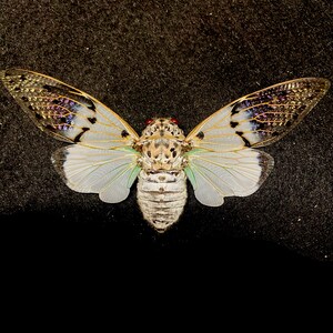 Ghost Cicada ayuthia Spectabilis Unframed Specimen. A1 Quality. Cicada ...
