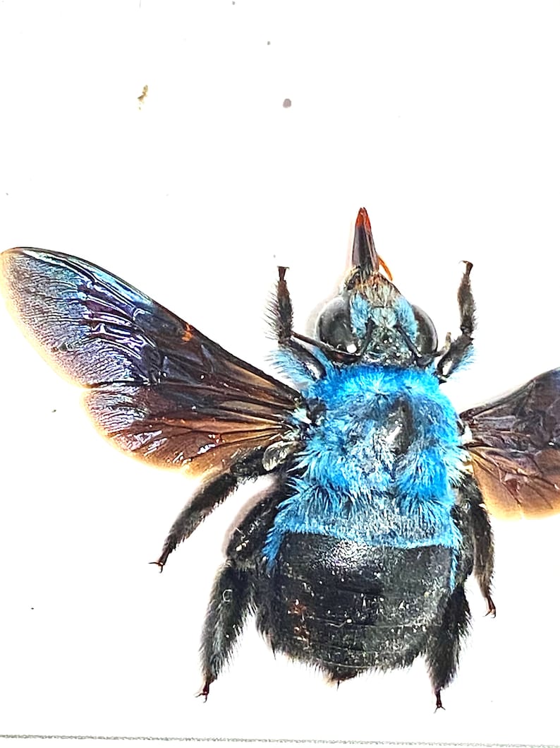 Blue Carpenter Bee(xylocopa Caerulea) Unframed Real Specimen ...