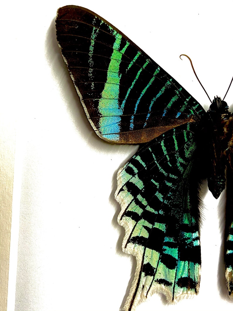 Urania Swallowtail (urania Leilus ) Real Framed Butterfly. - Etsy