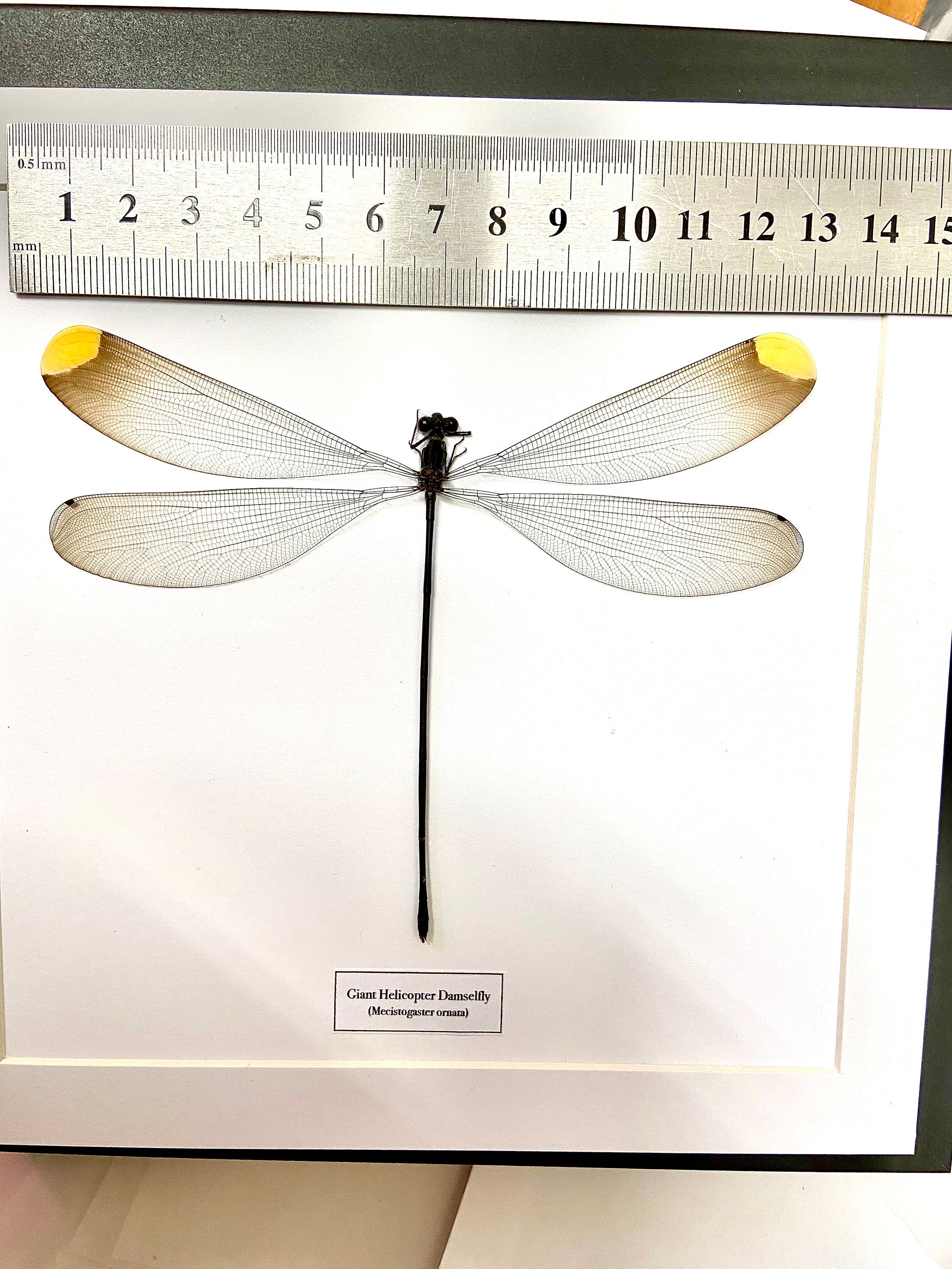 Giant Helicopter Damselfly mecistogaster Ornate Real Framed | Etsy