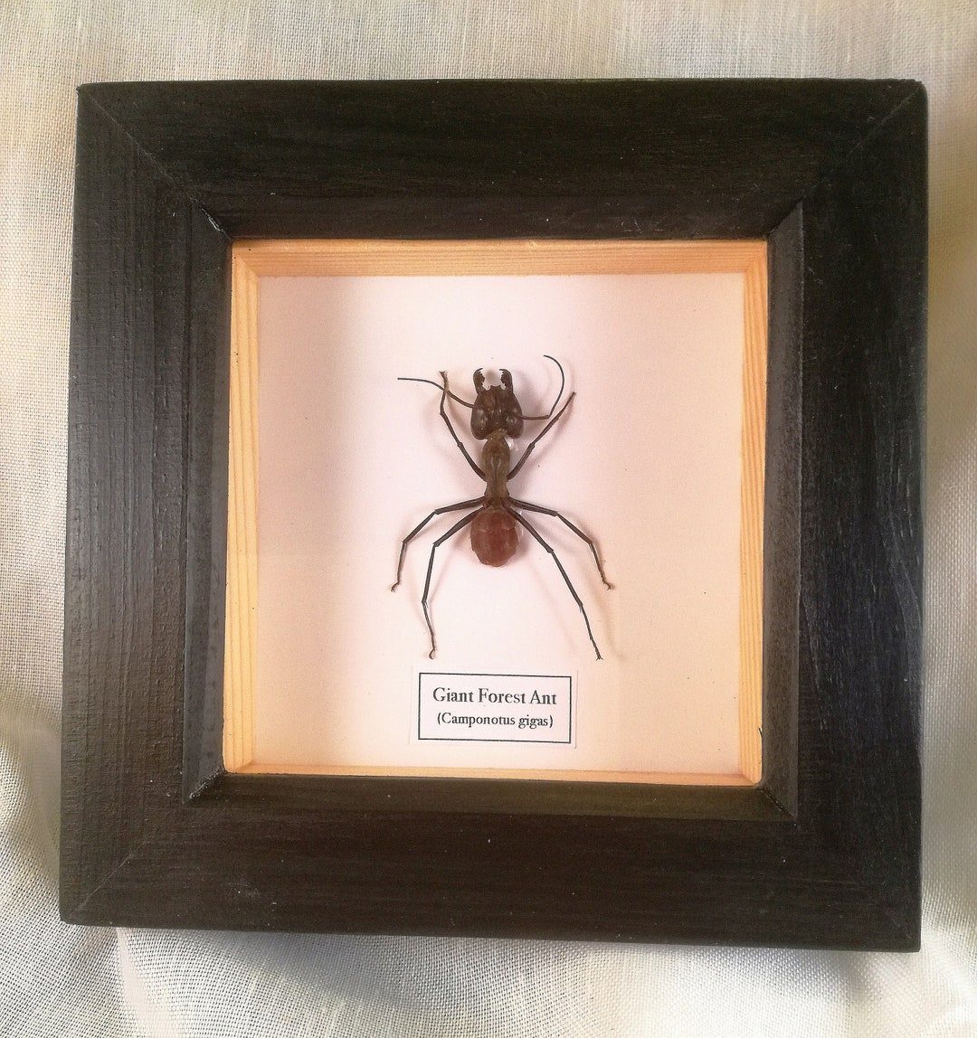 Ant Giant Forest camponotus Gigas Real Specimen - Etsy