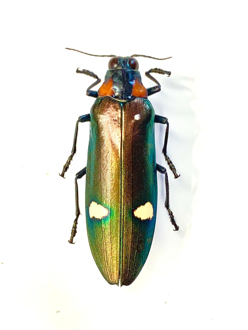 Large Jewel Beetle (megaloxantha Mouhouti) Real Specimen - Etsy