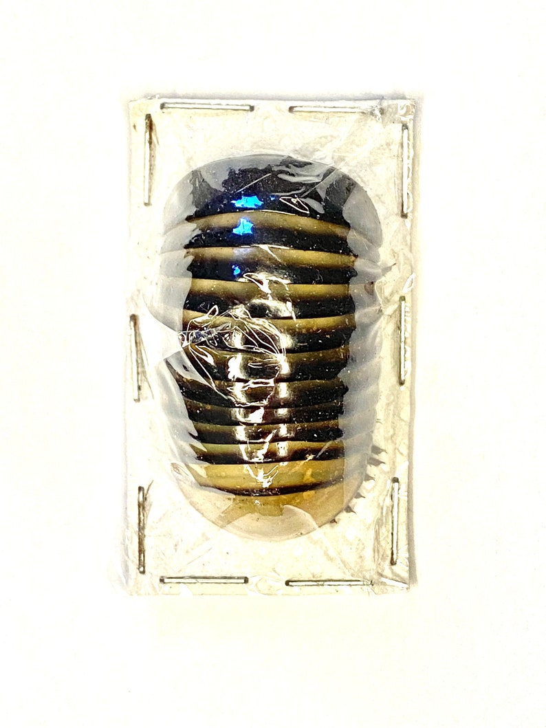 Giant Pill Bug Millipede (sphaeropoeus Sp) Huge, Real Specimen ...