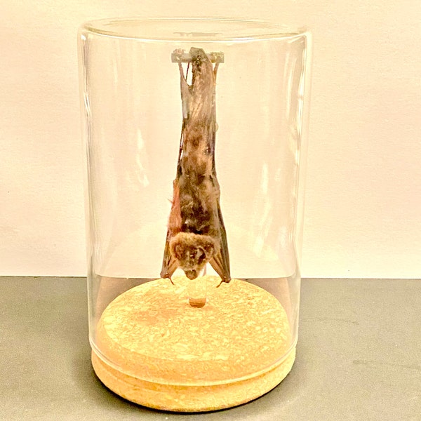 Real Bat in Dome - Etsy
