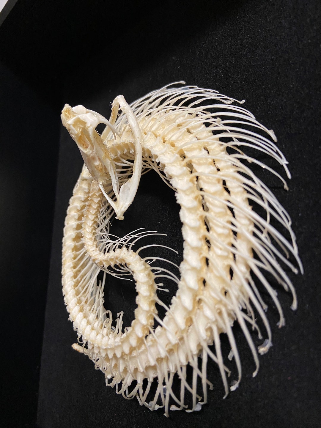 Snake Skeleton Coiledwhite Lipped Viper Real Snake, Viper. Serpent.real ...