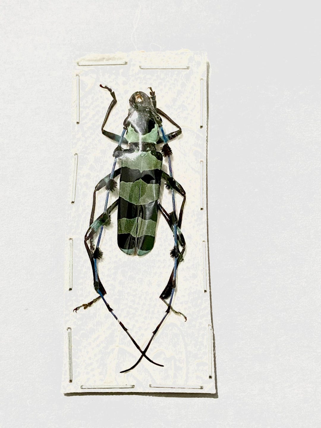 Rosalia Lameerei. Longhorn Beetle. Cerambycidae. Real Insect. Real ...