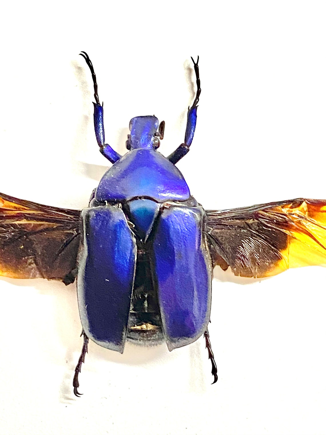 Blue Scarab Beetle. Real Insect Framed. Entomology. Blue ...