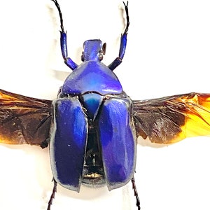 Blue Scarab Beetle. Real Insect Framed. Entomology. Blue ...
