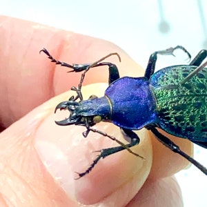 Carabus Elysii. Chinese Ground Beetle. Real Insect Specimen ...