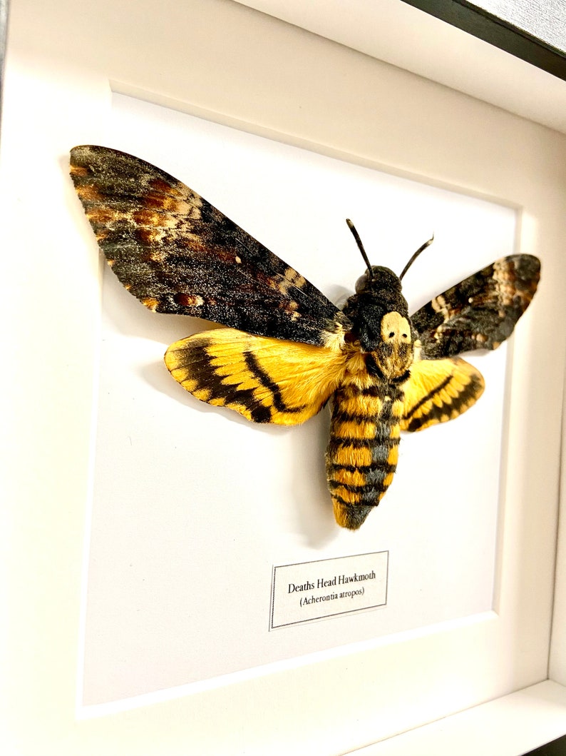 Deaths Head Hawkmoth acherontia Atropos Real Insect Framed. - Etsy