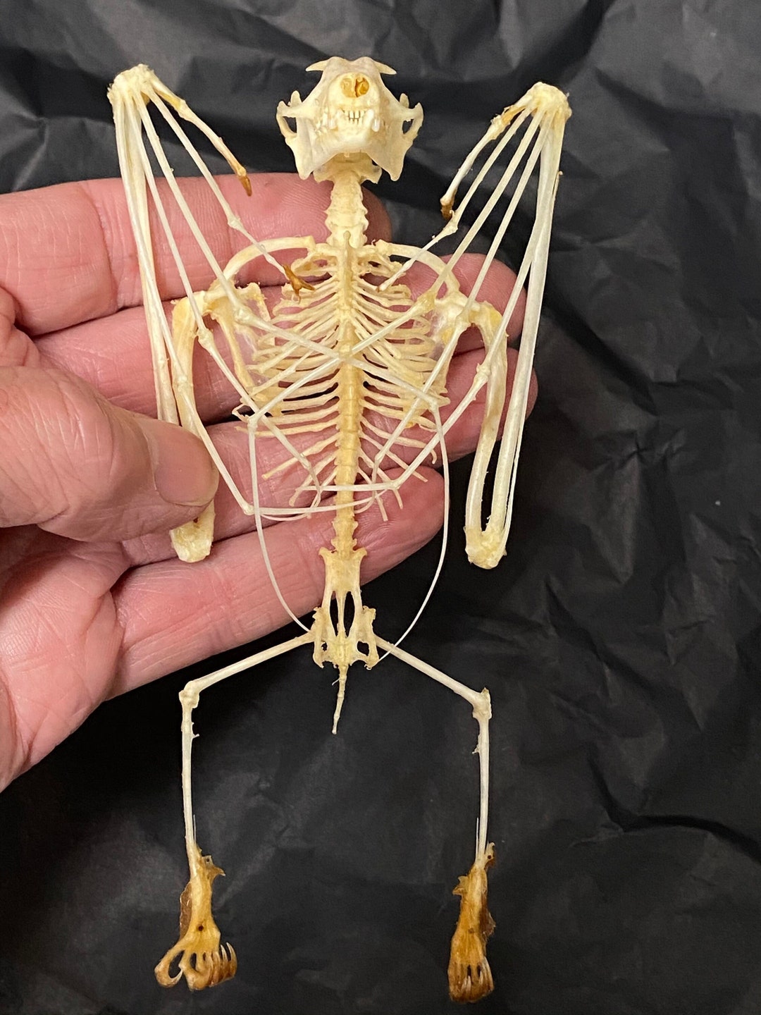 Asian Bat Skeleton. Specimen Only. Real Bat, Goth Macabre. Taxidermy ...