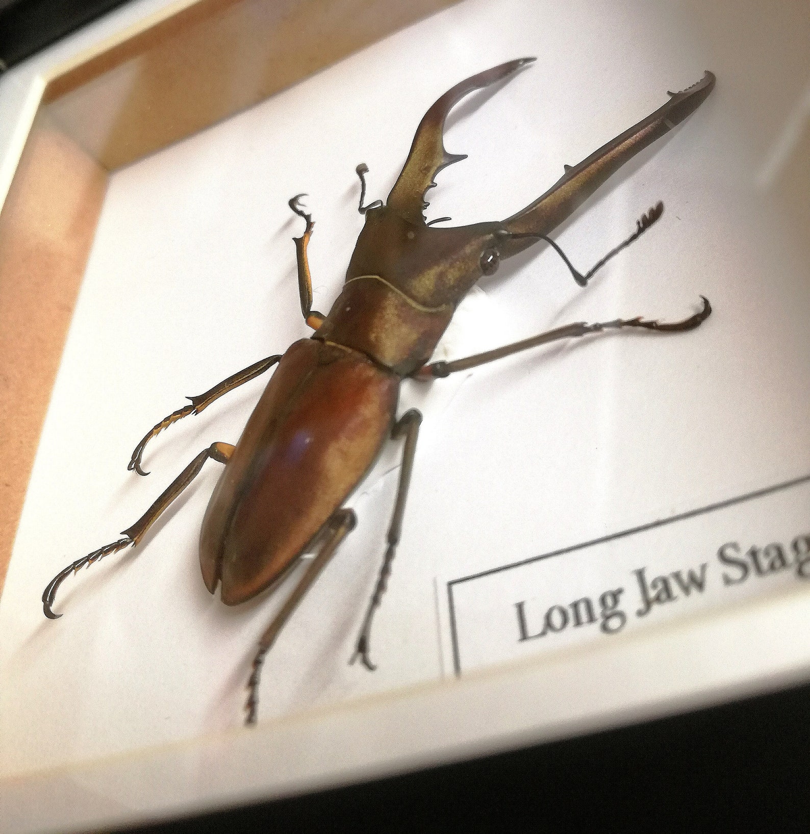 Long Jaw Stag Beetle (cyclommatus Metallifer Finae) Real Specimen ...