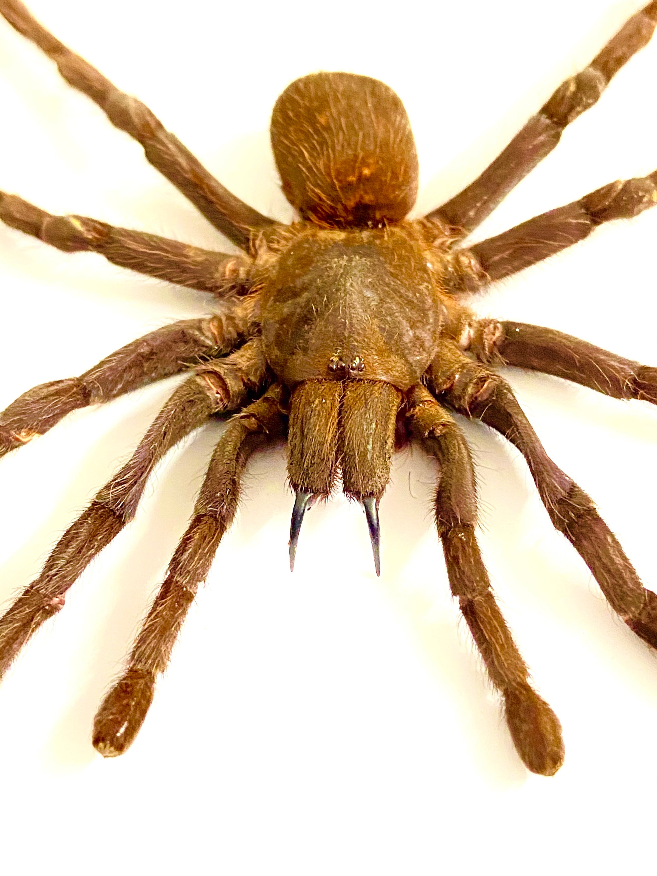 Tarantula. eurypelma Spinicrus Real Specimen Framed. - Etsy UK