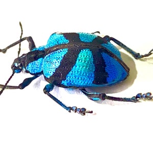 Metallic Blue Weevil. Polyteles Decussatus. Beetle. Real Insect ...