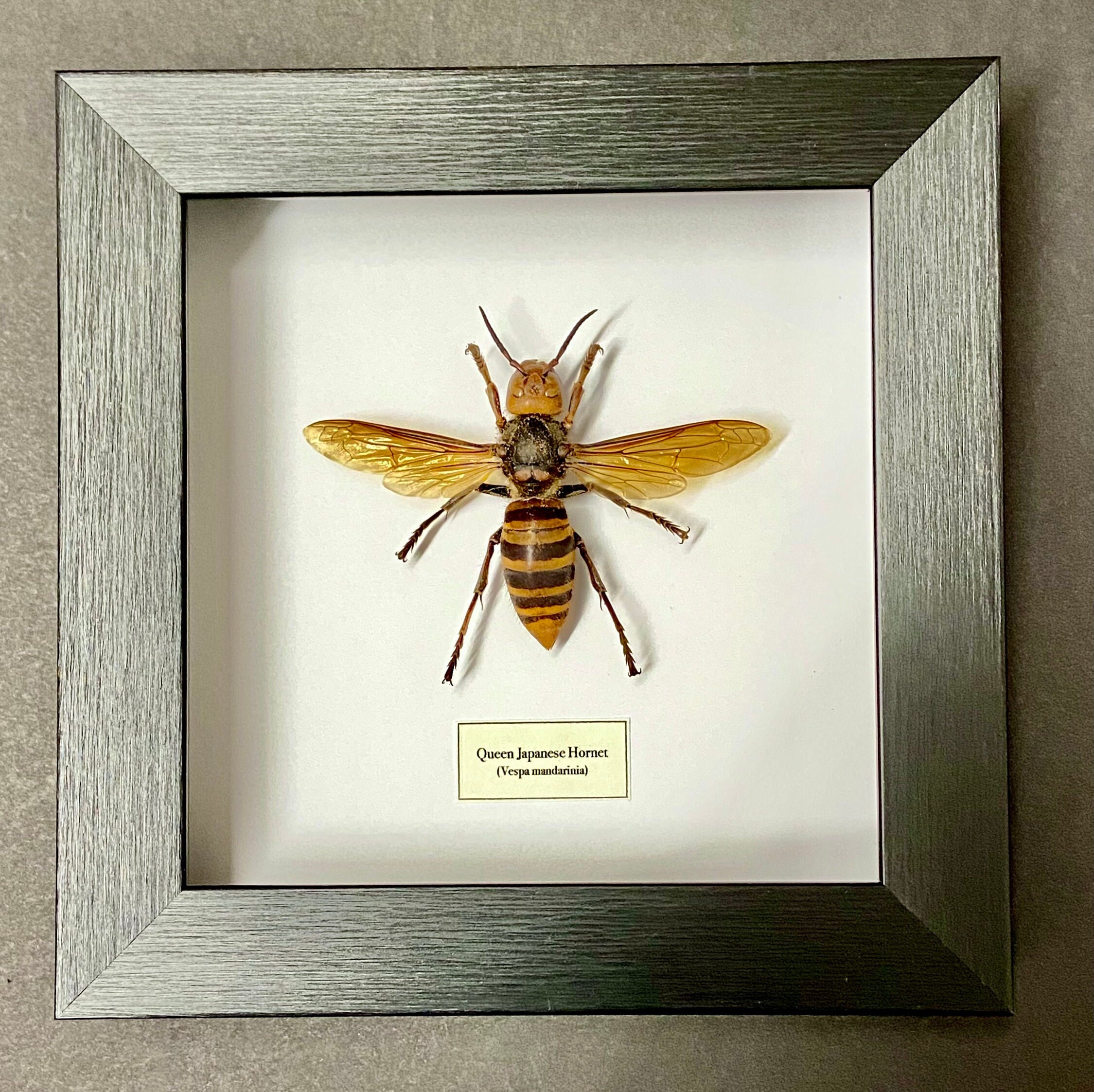Queen Hornet, Giant Japanese (vespa Mandarinia) Hornet. Wasp. Bee ...