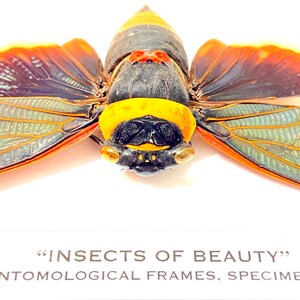 Cicada.(tacua Speciosa) Real Specimen - Etsy