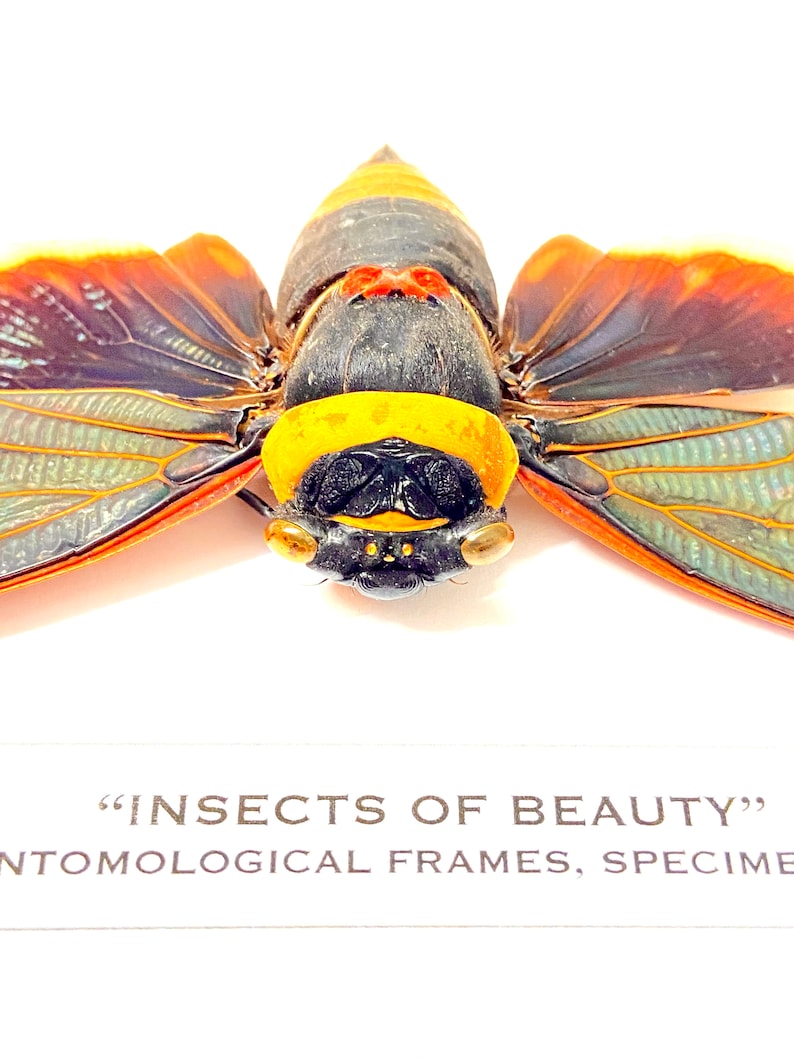 Cicada.(tacua Speciosa) Real Specimen - Etsy