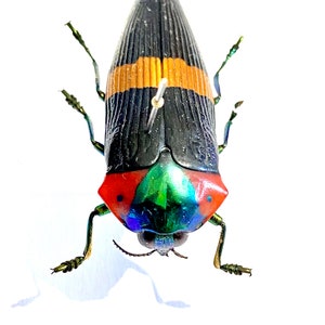 Calodema Ribbei. Jewel Beetle. Scarab Beetle. Buprestidae. Collectables ...