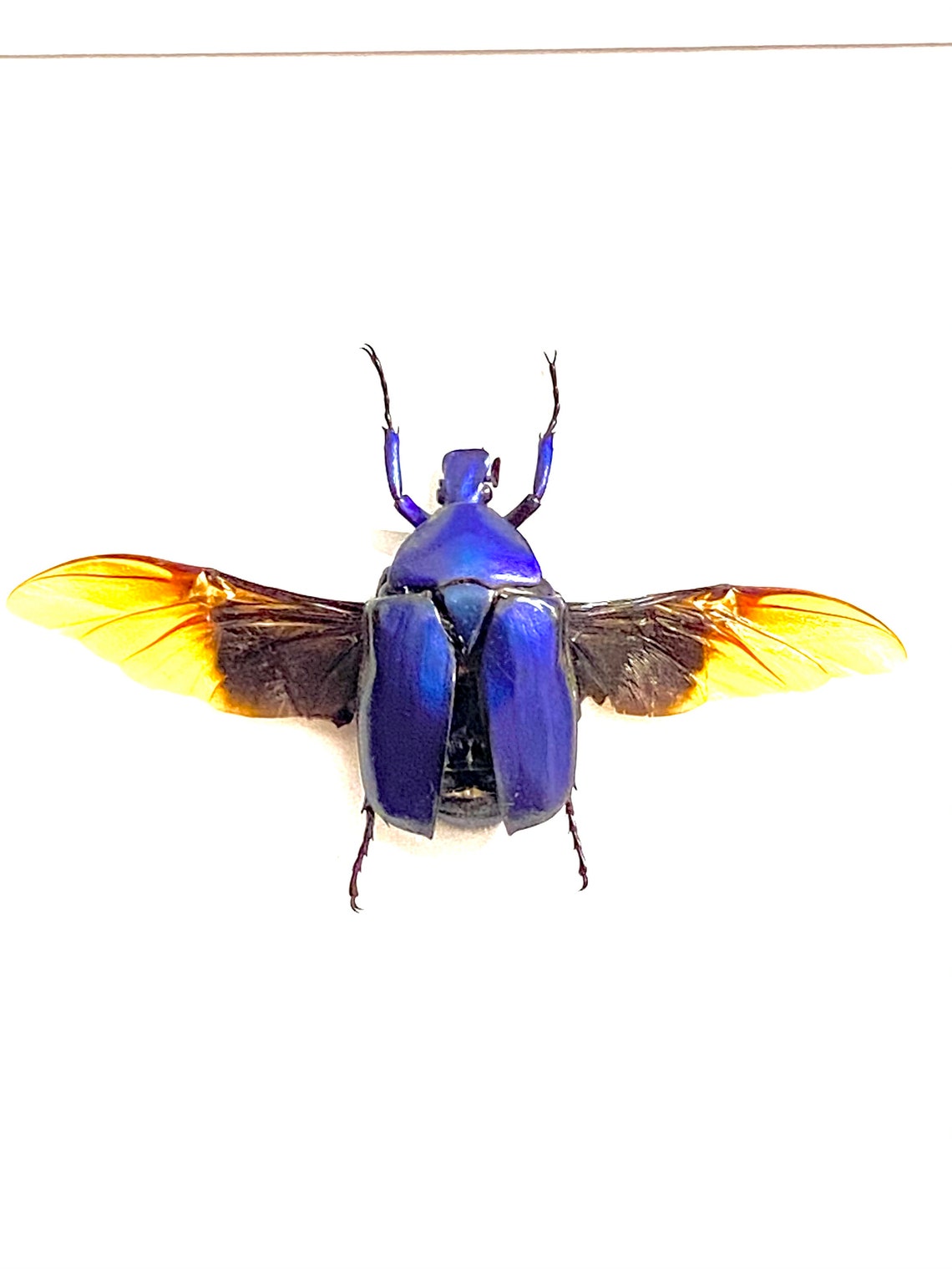 Blue Scarab Beetle. Real Insect Framed. Entomology. Blue ...