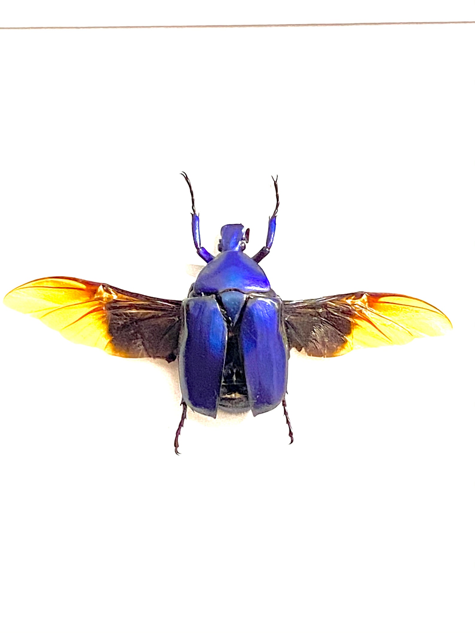 Blue Scarab Beetle. Real Insect Framed. Entomology. Blue ...