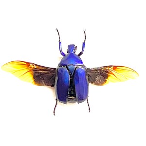 Blue Scarab Beetle. Real Insect Framed. Entomology. Blue ...