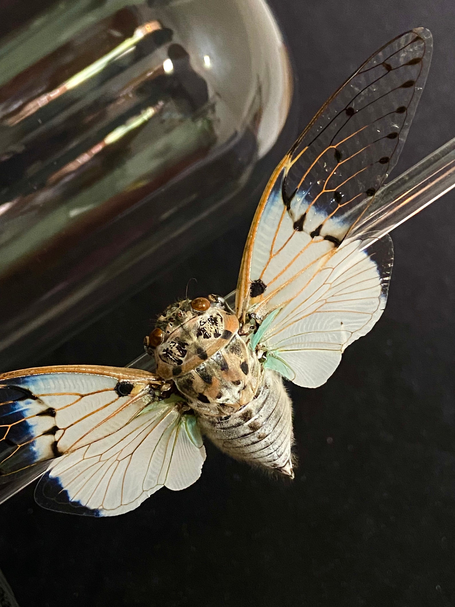 Ghost Cicada . Ayuthia Spectabilis. Cicada. Glass Dome. Real Insect ...
