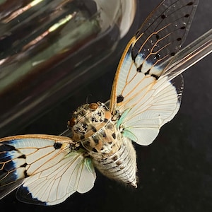 Ghost Cicada . Ayuthia Spectabilis. Cicada. Glass Dome. Real Insect ...