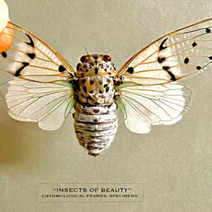 Ghost Cicada (ayuthia Spectabilis) Unframed Specimen. A1 Quality ...