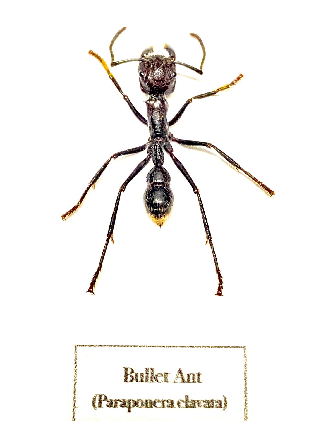 Bullet Ant (paraponera Clavata) Real Specimen, Un-framed. Ant. Insect ...