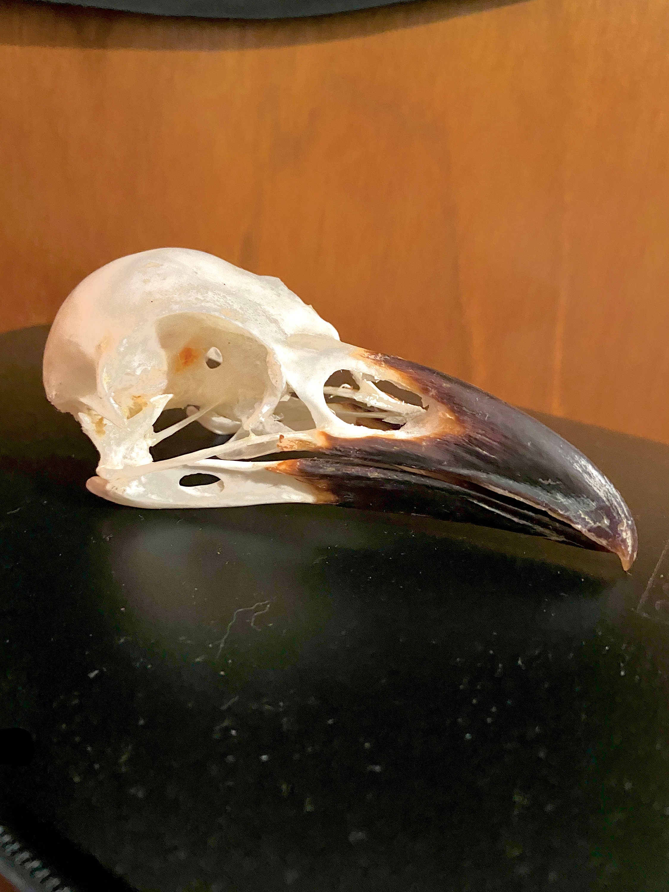 Genuine Raven Skull corvus Corax Real Taxidermy Specimen. - Etsy