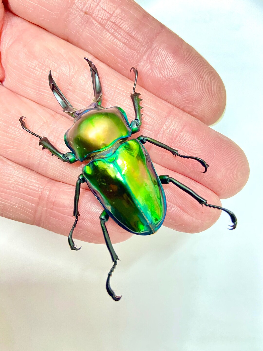 Rainbow Stag Beetle (phalacrognathus Muelleri) Real Specimen. Beetle ...