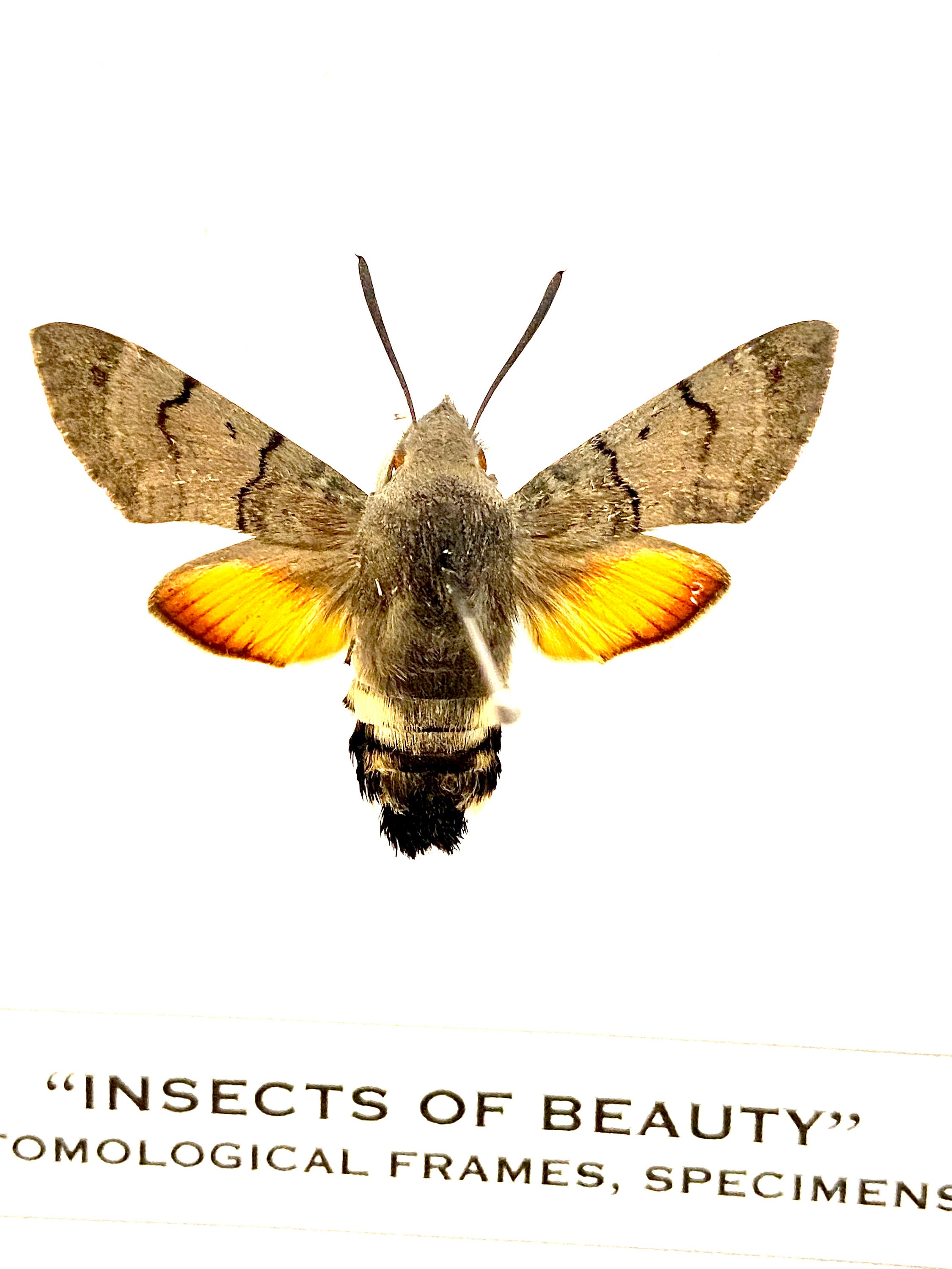 Moth Hummingbird Diagrams