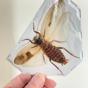 Giant Cockroach ( Blaberus Giganteus) Real Specimen. - Etsy