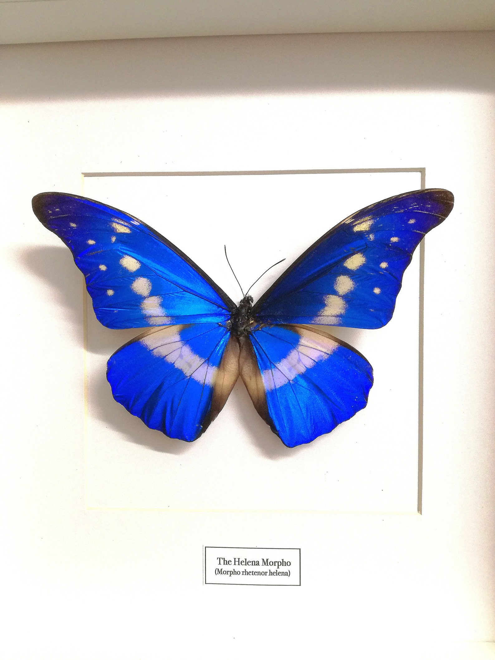 Morpho Rhetenor Helena. Real Butterfly. Entomology. | Etsy