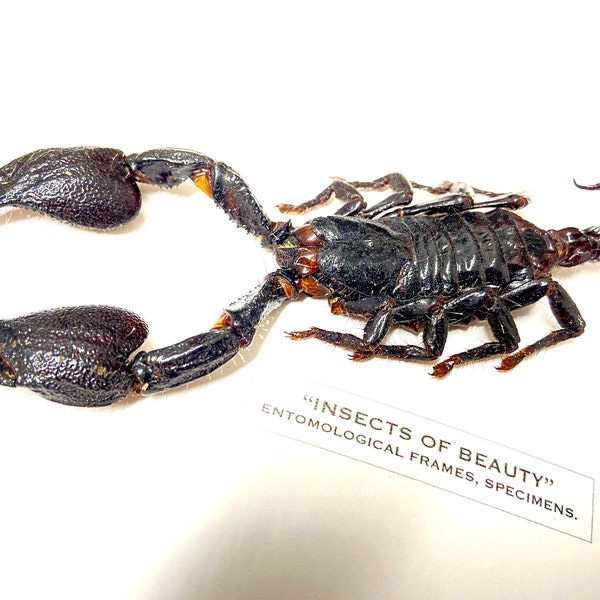 Scorpions - Etsy UK